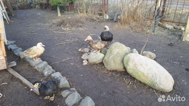 Мускусные утки