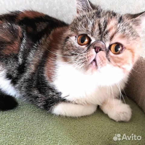 Экзотическая кошечка