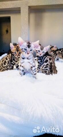 Бенгальские котята