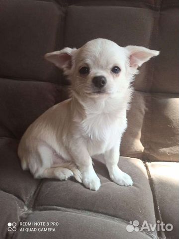 Чихуахуа щенки