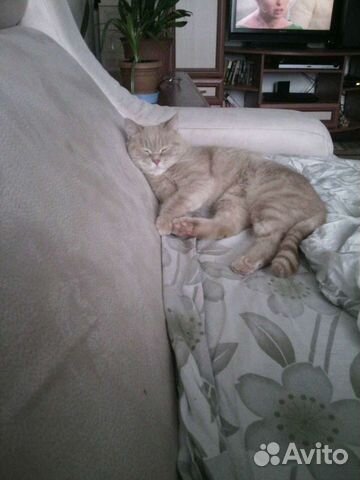 Кошка