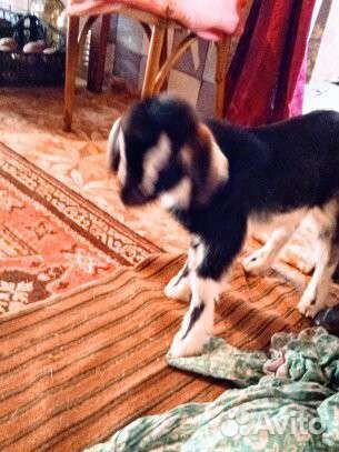 Нубийские козлята