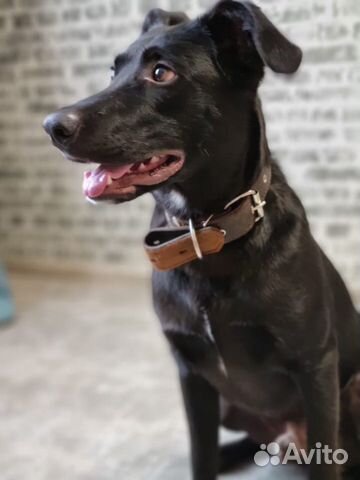 Блэк - молодой пёс в добрые руки
