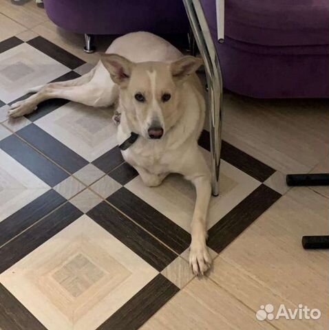 Собака в добрые руки