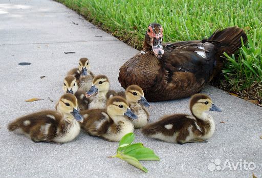 Утята - Индо - Мускусные - утка