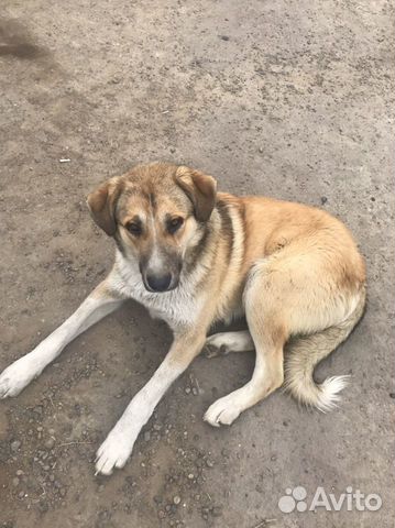 Красавец и умница Макс