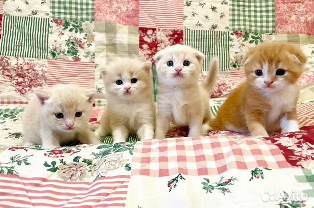 Шотландские котята резерв