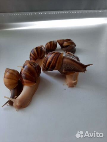 Ахатины фулика альбино и стандарт