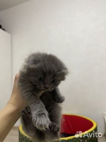 Британская кошка