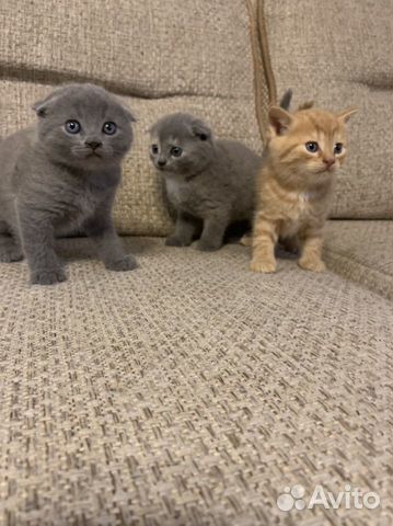 Шотландская