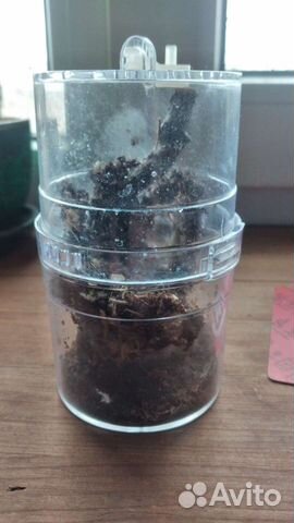 Паук Psalmopoeus cambridgei