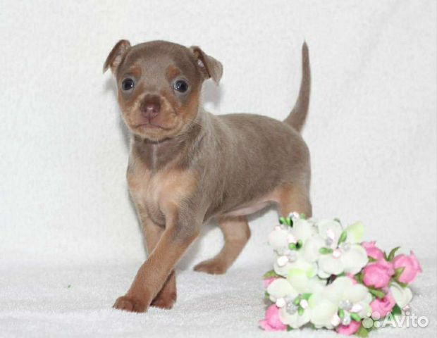 Разноцветие