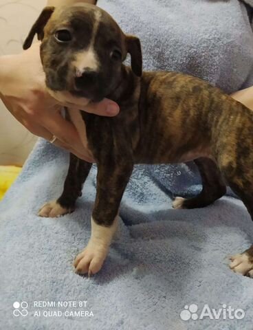 К продаже предлагаются щенки Американского Стаффор