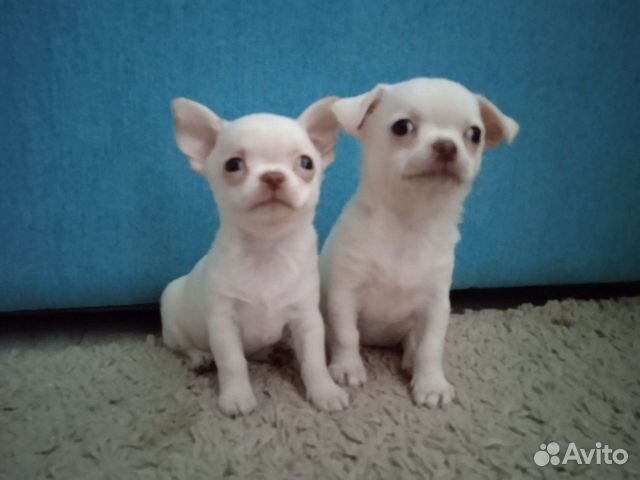Щенки чихуахуа
