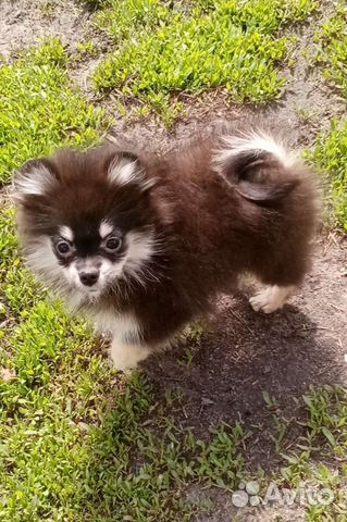 Померанский шпиц