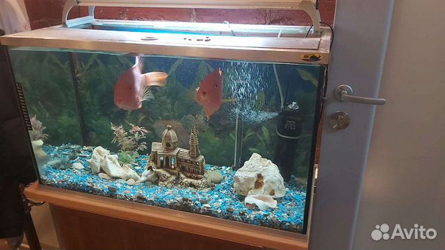 Аквариум с рыбами