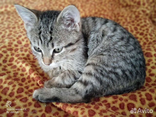Серо-полосатый котенок Барри в заботливые руки