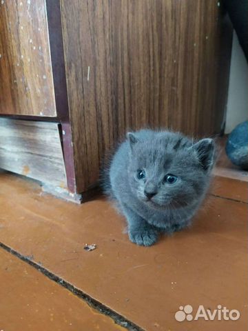 Котенок мальчик