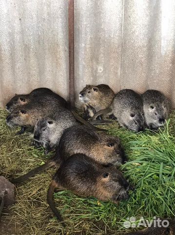 Продам 10 самок Нутрий