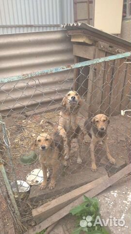 Щенки 7 мес. помесь русской гончей и пегого