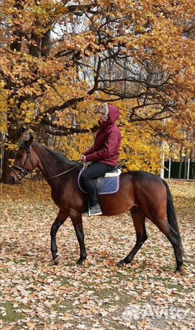 Американский рысак