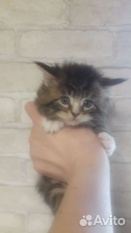 Сибирские парнишы