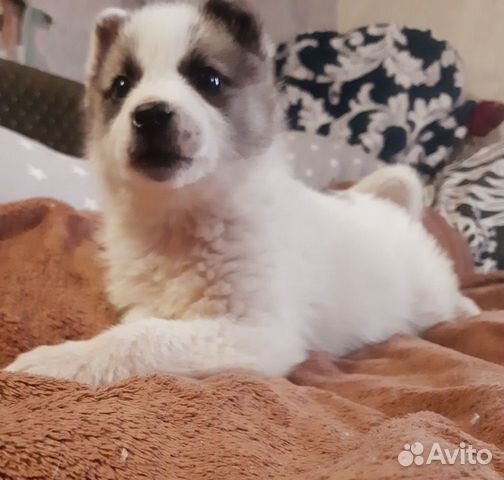 Щеночек Мия в добрые руки