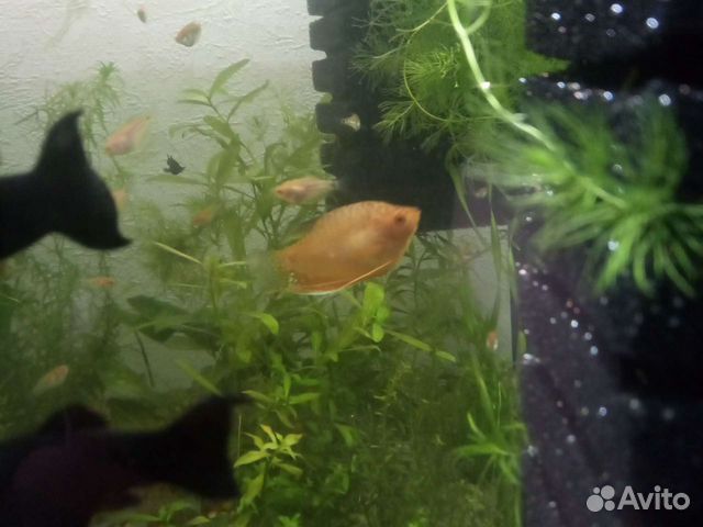 Гурами медовый, золотой