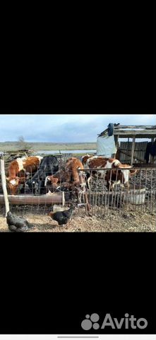 Коровы, телята