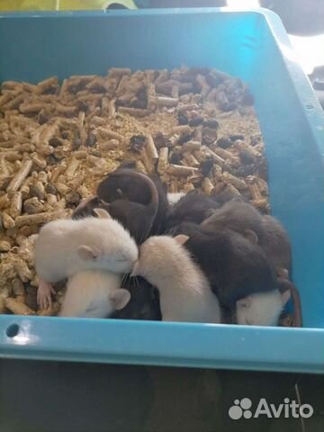 Крысята