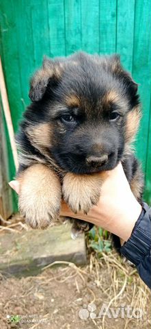 Продам щенков немецкой овчарки