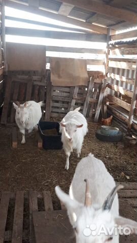 Продаю козу на курбан