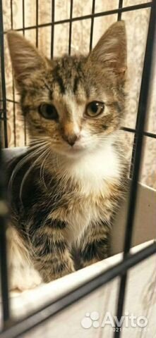 Кошка в дар