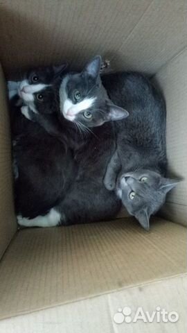 Ищут дом подкидыши