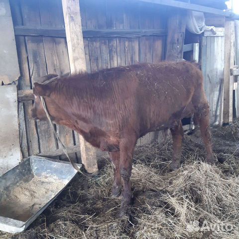 Продаю быков