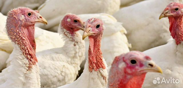 Индейка на мясо