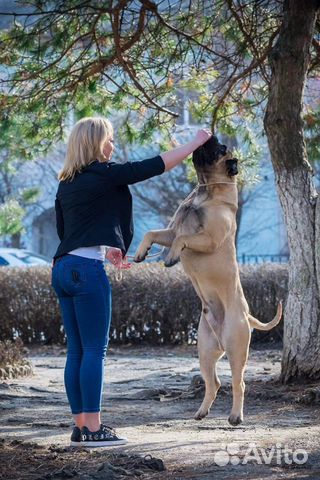 Щенки породы бульмастиф