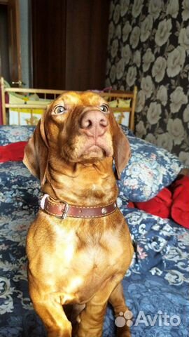 Такса Вязка