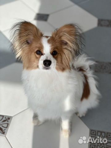 В добрые руки