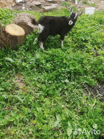 Альпийская козочка