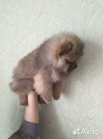 Шпиц мальчик мини