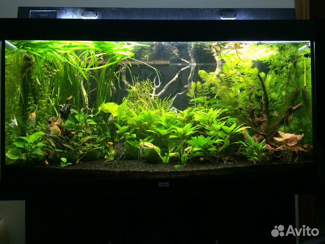 Аквариум Juwel Rio 300 черный + тумба juwel