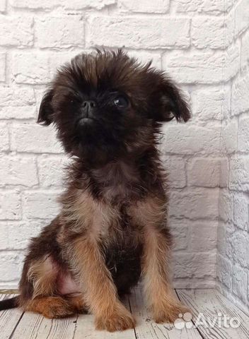 Брюссельский гриффон