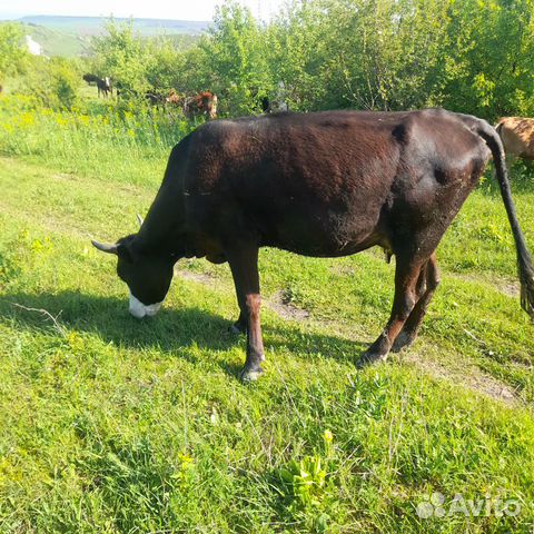 Продаются коровы