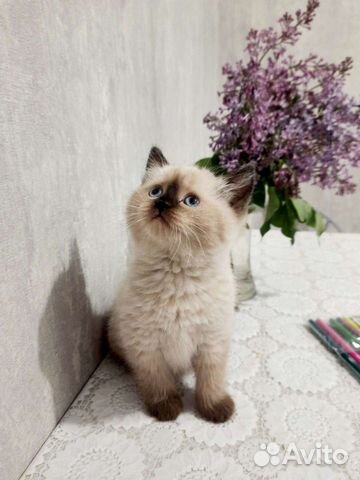 Котёнок