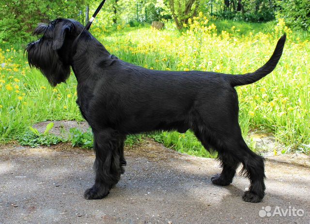 Черный миттельшнауцер, щенки