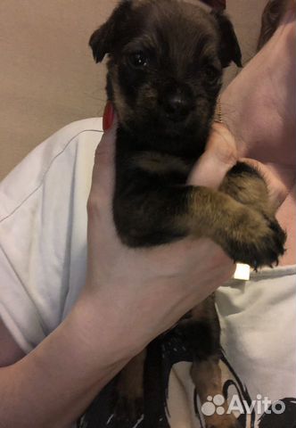 Цвергпинчер