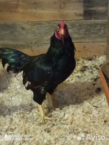 Корниш семья