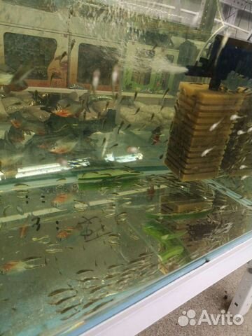 Отоцинклюс