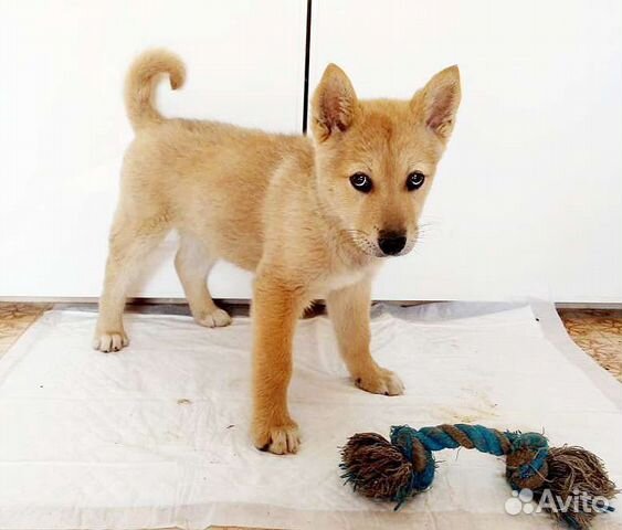 Щенок метис акиты ищет дом